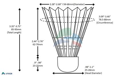 Todo Lo Que Necesitas Saber Sobre Las Dimensiones De Las Canchas De