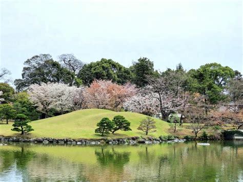 辰ノ口親水公園茨城 2020年桜祭り夜桜ライトアップ見頃情報 amAtavi
