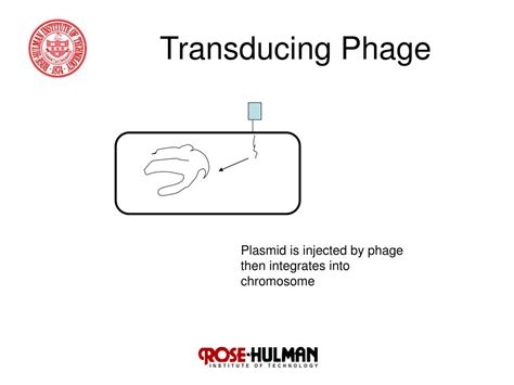 Ppt Recombinant Dna Technology Powerpoint Presentation Free Download Id 5780087