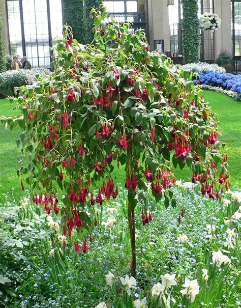Standard Fuchsia How To Train A Standard Form A Small Plant Hardy