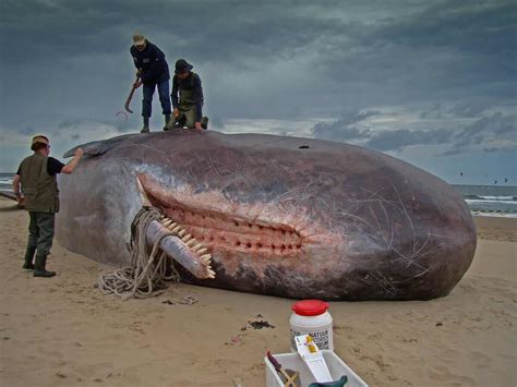 Sperm Whale Physeter Macrocephalus Ocean Info