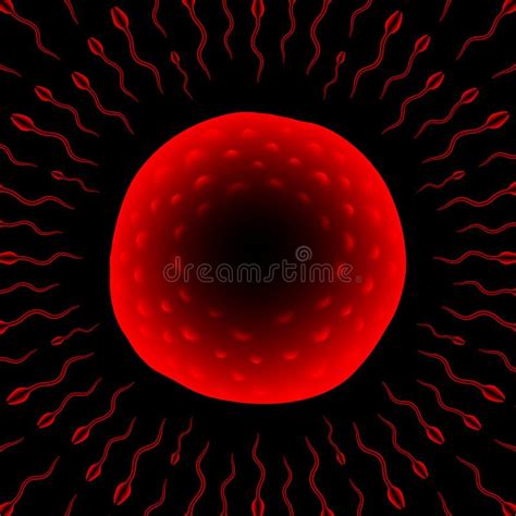 Sperm And Ovum Stock Illustration Illustration Of Research 3414113
