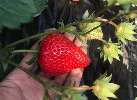 草莓怎么用磷酸二氢钾加上硼3个时期用花多果大色泽鲜亮 建议