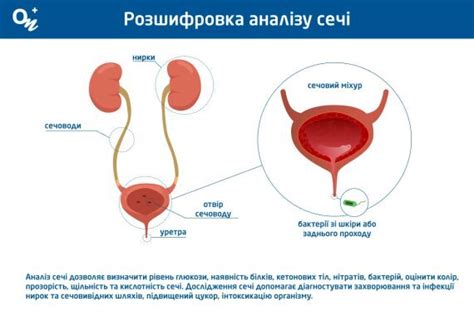 Що показує аналіз сечі та як його розшифрувати — блог медичного центру ОН Клінік