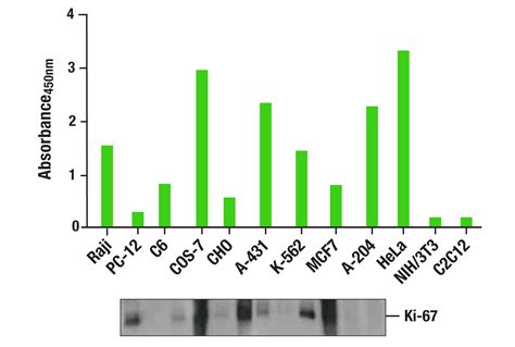 Total Ki 67 Matched Antibody Pair Cell Signaling Technology