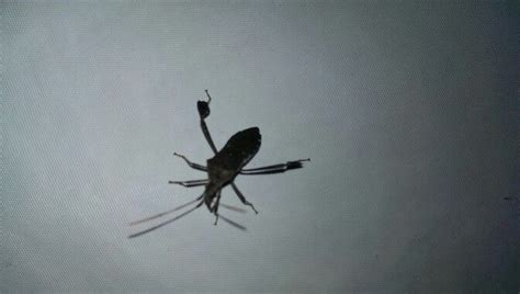 Leaf Legged Bug Animals Bugs Insects