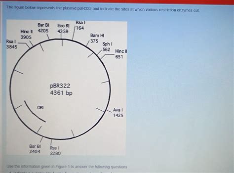 The Figure Below Represents The Plasmid Pbr322 And