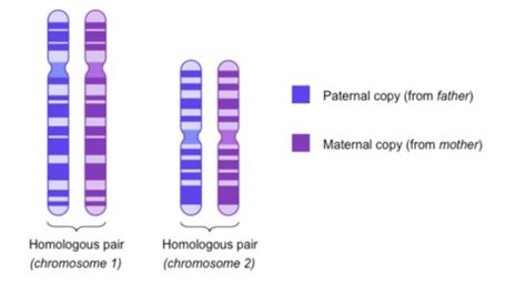 Biology 161 Quiz 4 Flashcards Quizlet