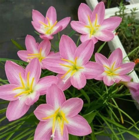 Pink Rain Lily Bulbs Tw Etsy
