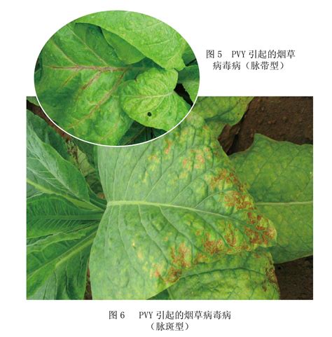 烟草病毒病 果树蔬菜茶树病虫 图片