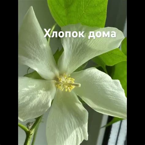 Уникальный цветок дома растение дома 2023 Youtube