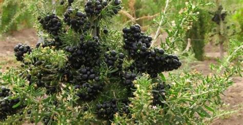 宁夏科研团队成功破译黑果枸杞高质量参考基因组 腾讯新闻