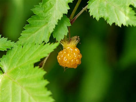 モミジイチゴ ZATTAな植物図鑑