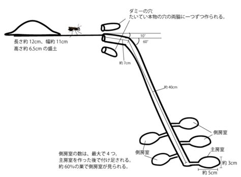 クロアナバチの巣の中の様子 株式会社バイオーム