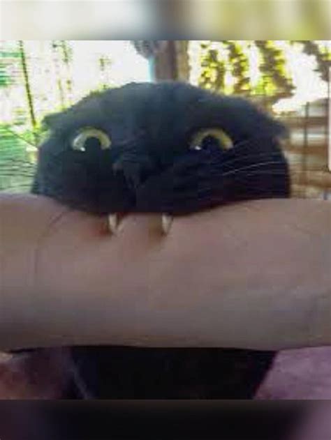 Пин от пользователя Karina на доске Ваши пины Милые котики Глупые кошки Самые милые животные