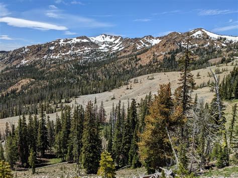 무료 사진 아름 다운 산 나무 침 엽 수 슬로프 하이랜드 풍경 자연 범위 아름 다운