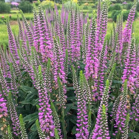 17 Stunning Veronica Flowers That Will Bring Hummingbirds Flocking To