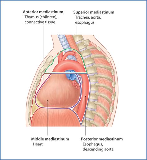 Superior Mediastinum Boundaries Superior And Posterior Mediastinum
