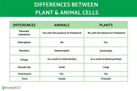 The Differences Between Animal And Plant Cells With Diagrams
