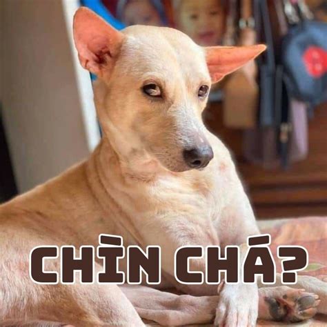 Kìn Chá Nà Là Gì Khám Phá ý Nghĩa Cụm Từ “hot Hit” Của Giới Trẻ