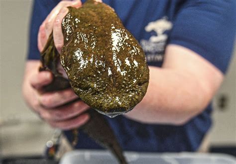 Official State Business The Eastern Hellbender Voted Pennsylvania Amphibian Pittsburgh Post