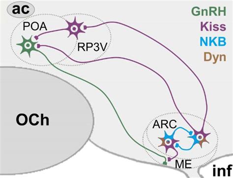 The Gnrh Pulse Generator