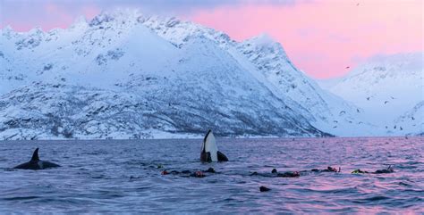 Swimming With Orcas Norway Day Trip 60 Photos