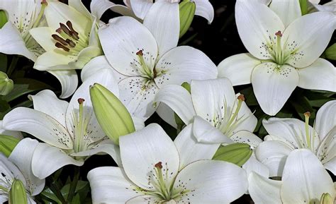 Download White Lily Dotted Flowers Wallpaper