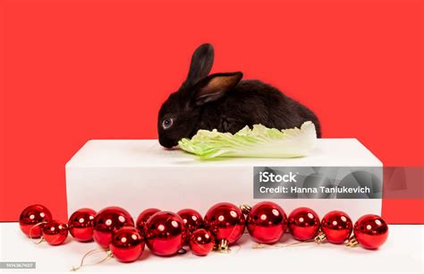 한 마리의 검은 토끼가 선물 상자에 앉아서 양배추를 먹습니다 빨간색 배경에 빨간 크리스마스 공 토끼는 동부 달력에 따라 2023 년의 상징입니다 새해 연휴 엽서 식물성 식품