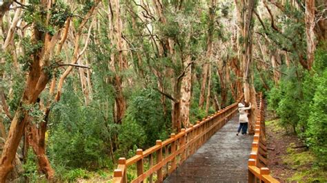 Cuánto Sale Visitar El Mágico Bosque De Arrayanes Este Fin De Semana Largo De Mayo Mdz Online