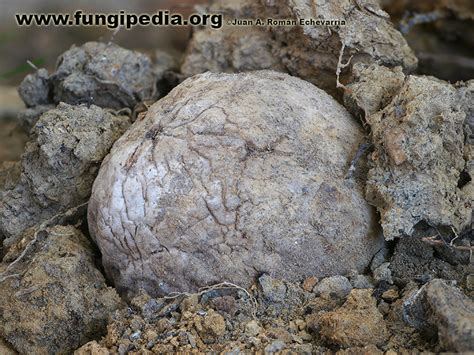 Scleroderma Polyrhizum