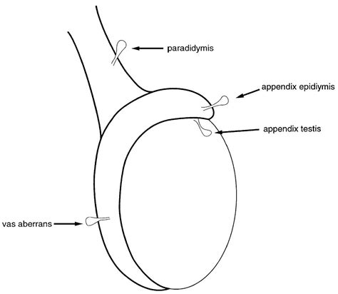 Ultrasound Appearances Of The Testicular Appendages Pictorial Review