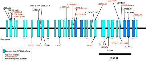 Mutation Detection In The Abcc6 Gene And Genotype Phenotype Analysis In A Large International