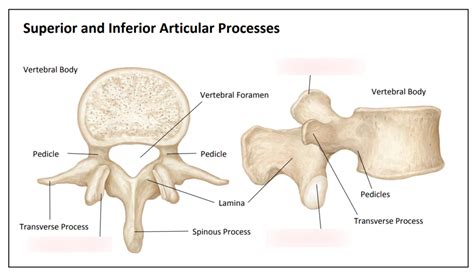 Diagram Of Superior And Inferior Articular Processes Quizlet
