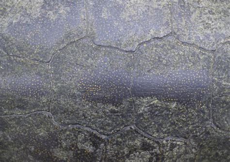 Turtle Texture Stock Photos Images And Backgrounds For Free Download