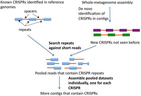 A Diagram Of The Targeted Assembly Approach For Crispr Download