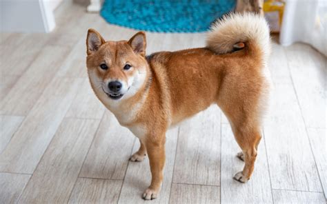 Does A Shiba Inu Like To Cuddle Temperament And Bonding Tips