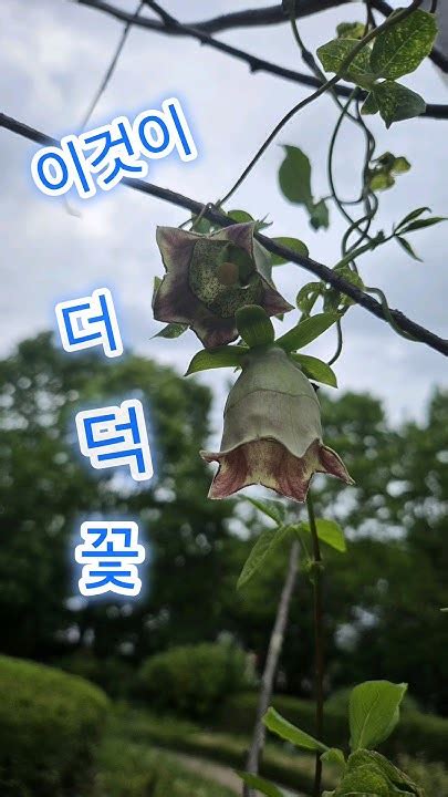 이것이 바로더덕꽃보라빛조롱조롱 꽃망울초롱꽃 Youtube