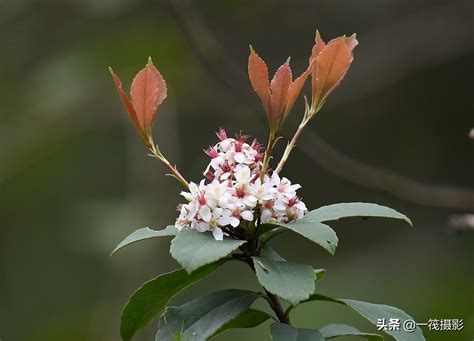 常见春花树种 春花树种名词解释 春花类植物 大山谷图库