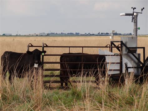 Scientists Breathalyze Cows To Measure Methane Emissions Geospace Agu Blogosphere