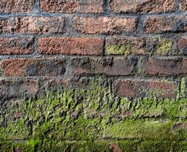 How To Remove Algae From Brick