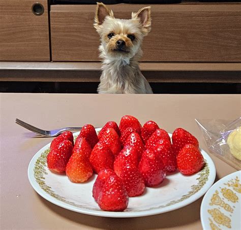 퍼리 금지 울집 댕댕이 Ai 로 변신 ㅇㅎ 아님 기대 금지 유머 움짤 이슈 에펨코리아