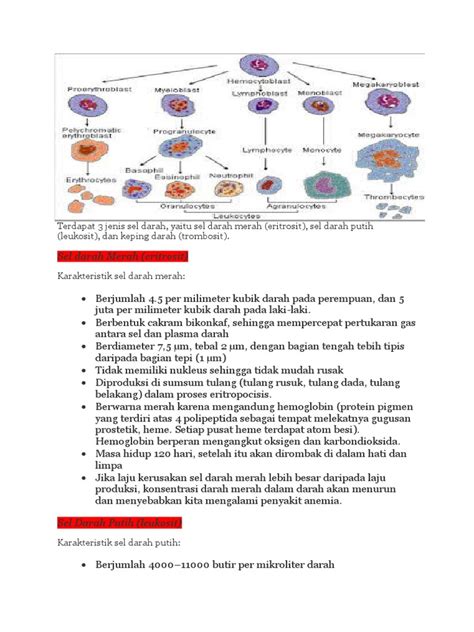 Sel Darah Merah Eritrosit Pdf