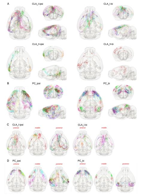 Hannah Anderson On Linkedin Complete Single Neuron Reconstruction Reveals Morphological Diversity