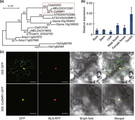Temporal And Spatial Expression Patterns Of Cssmr1 A Phylogenetic