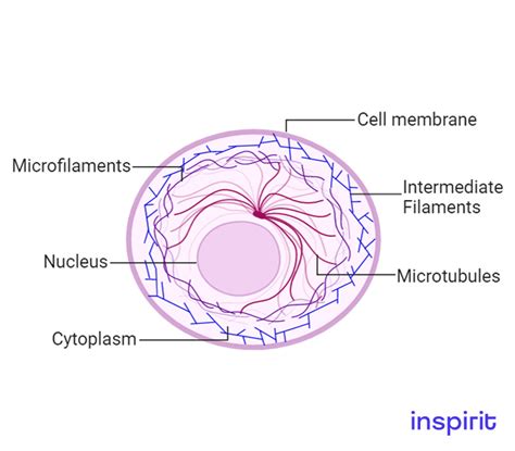 Cytoskeleton Cell Model