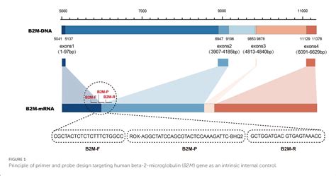 Table 1 From Development Of A Universal Real Time Rt Pcr Assay For Detection Of Pan Sars