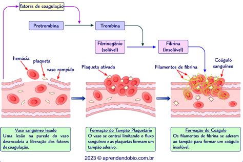 Coagulo De Fibrinogenio
