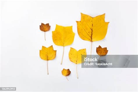 황금 단풍 나무 단풍 나무 는 흰색 배경에 떠난다 플랫 레이 상단 보기 최소한의 중립 꽃 배열 우아한 계절 장식 0명에 대한 스톡 사진 및 기타 이미지 Istock