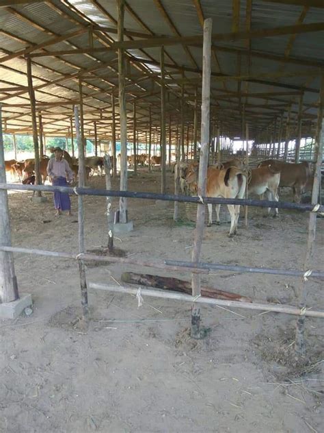 ကြံခင်းမြို့နယ် ရေလယ်ကျွန်းကျေးရွာအုပ် စညတဲတန်းကျေးရွာ တိရစ္ဆာန် အသက်ကယ်ကုန်းတွင် နွားကောင်ရေ